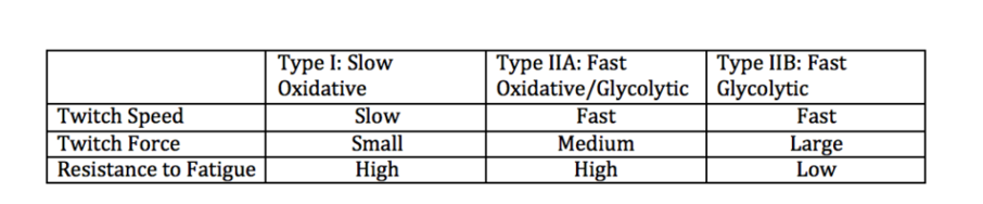 Muscle Fiber Types and Strength Training