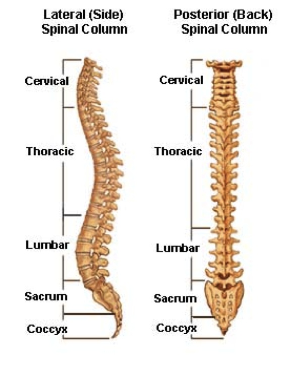 Low Back Pain in the Athlete: Swimmer’s Special
