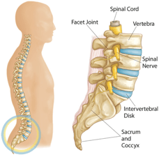 Low Back Pain in the Athlete: Swimmer’s Special